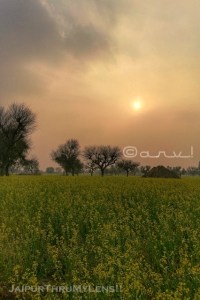 Why Khejri Tree Is The State Tree Of Rajasthan? – JaipurThruMyLens