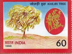 Why Khejri Tree Is The State Tree Of Rajasthan? – JaipurThruMyLens