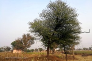 Why Khejri Tree Is The State Tree Of Rajasthan? – JaipurThruMyLens