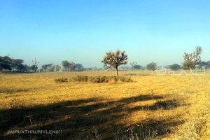 Why Khejri Tree Is The State Tree Of Rajasthan? – JaipurThruMyLens