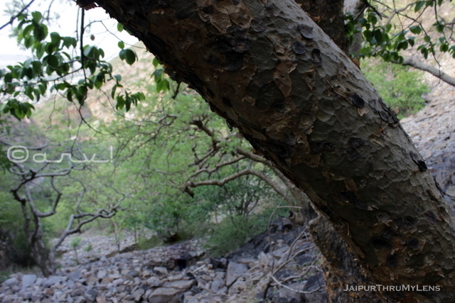 Salai Guggul Tree | The Aravali’s Ayurvedic Gift – JaipurThruMyLens