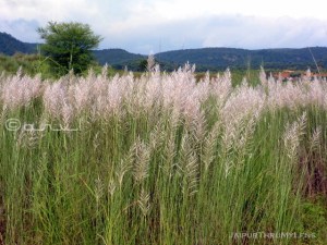 Kishan Bagh | The Most Scenic Point In Jaipur? – JaipurThruMyLens