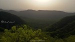 Salai Guggul Tree | The Aravali’s Ayurvedic Gift – JaipurThruMyLens