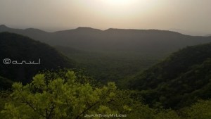 Salai Guggul Tree | The Aravali’s Ayurvedic Gift – JaipurThruMyLens