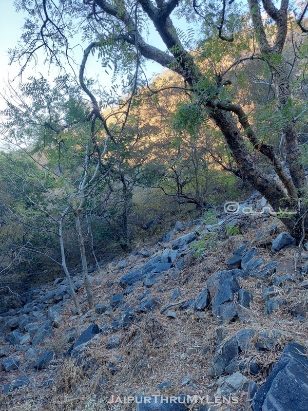 Salai Guggul Tree | The Aravali’s Ayurvedic Gift – JaipurThruMyLens