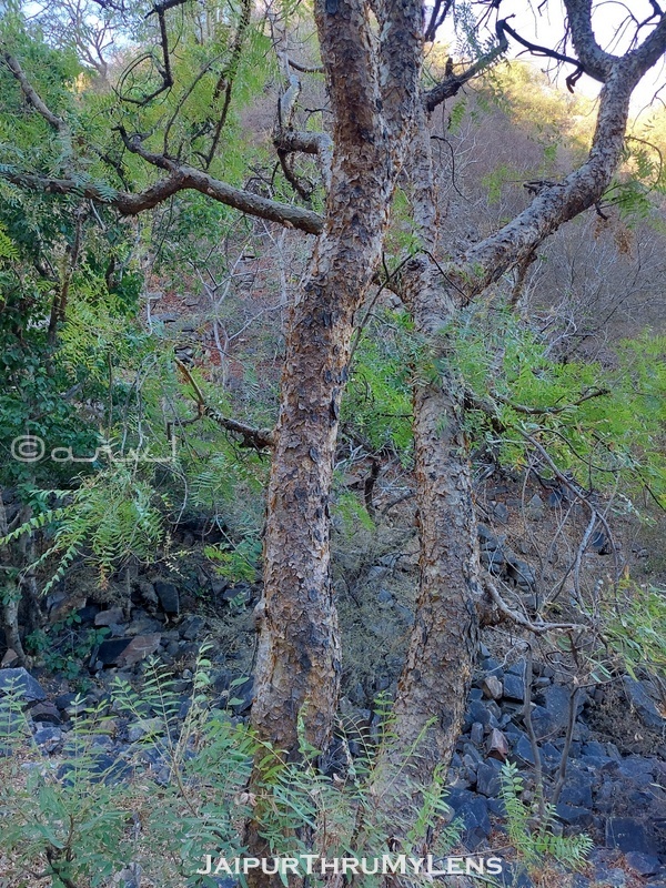 Salai Guggul Tree | The Aravali’s Ayurvedic Gift – JaipurThruMyLens