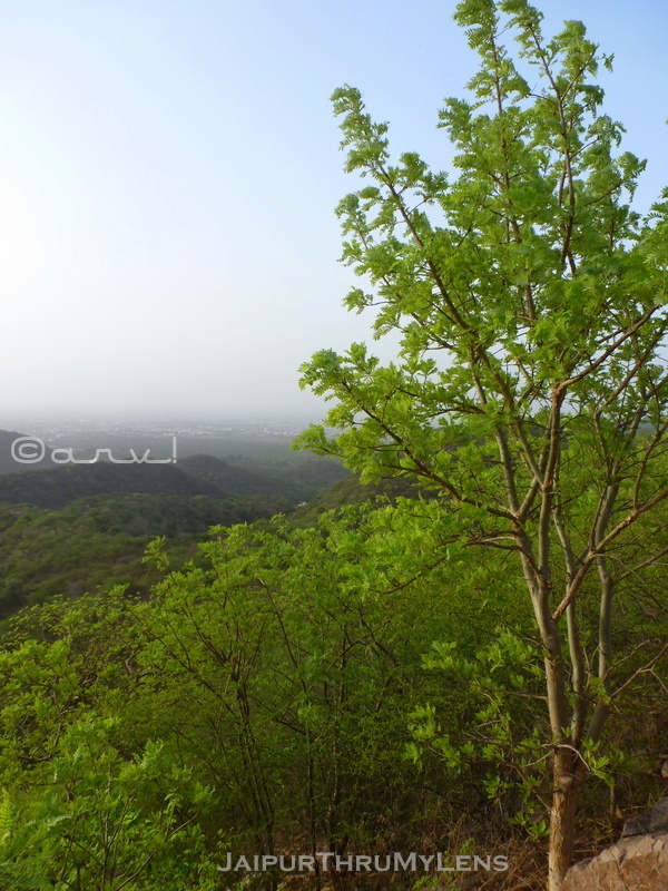Salai Guggul Tree | The Aravali’s Ayurvedic Gift – JaipurThruMyLens