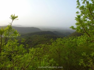 Salai Guggul Tree | The Aravali’s Ayurvedic Gift – JaipurThruMyLens