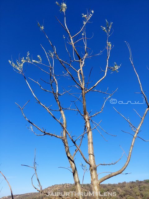Salai Guggul Tree | The Aravali’s Ayurvedic Gift – JaipurThruMyLens