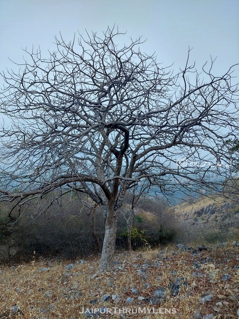 Salai Guggul Tree | The Aravali’s Ayurvedic Gift – JaipurThruMyLens