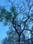 Salai Guggul Tree | The Aravali’s Ayurvedic Gift – JaipurThruMyLens