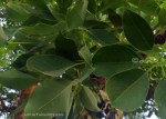 Silk Cotton Tree | Semal Tree |The Harbinger Of Spring – JaipurThruMyLens