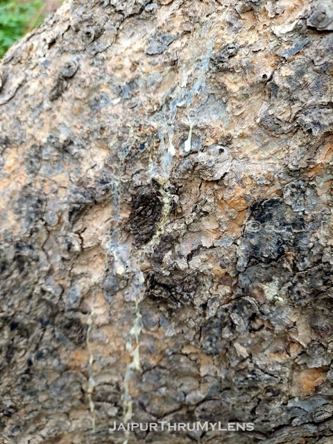 Salai Guggul Tree | The Aravali’s Ayurvedic Gift – JaipurThruMyLens