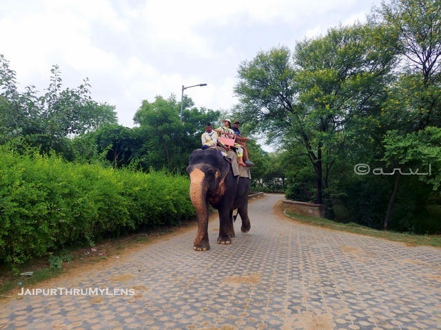 Elephant Village Jaipur – Hathi Gaon | 2026 Guide to Prices, Timing ...